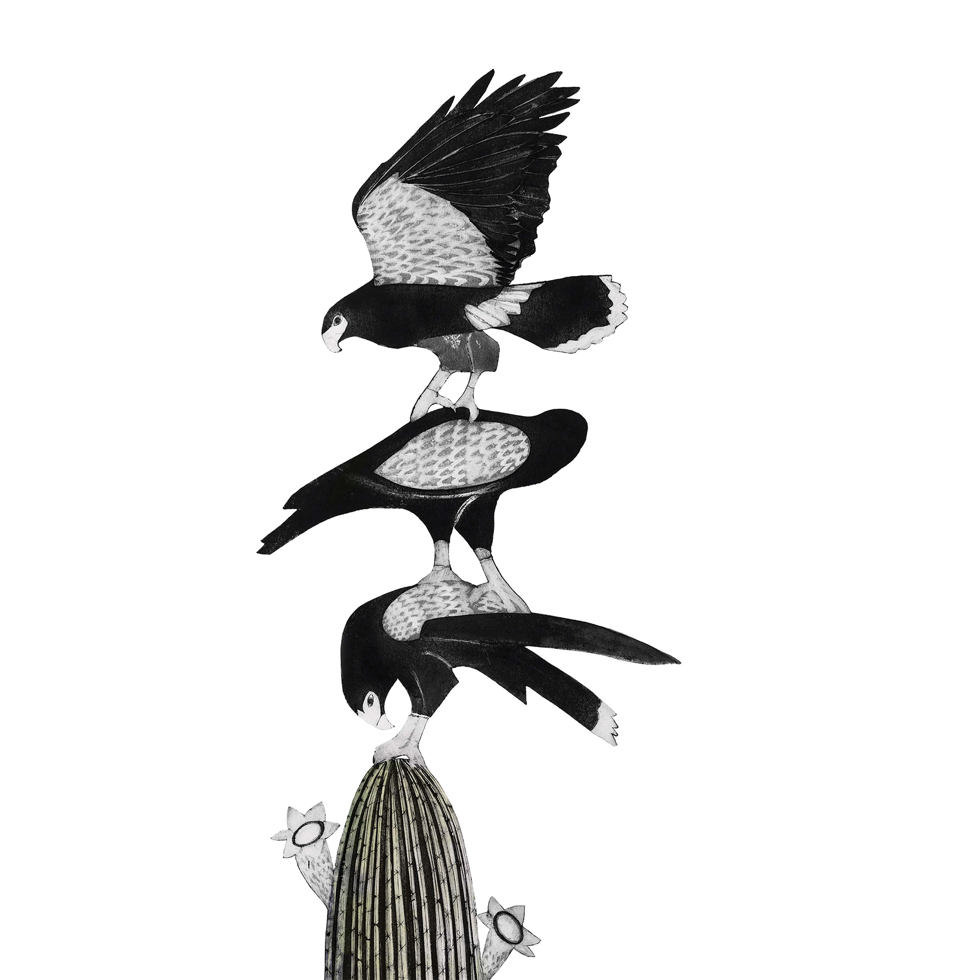 Harriss Hawks and Saguaro - Beatrice Forshall